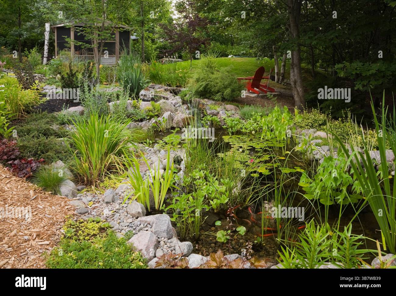 Pond with Typha minima - Dwarf Cattails, Typha latifolia - Common ...