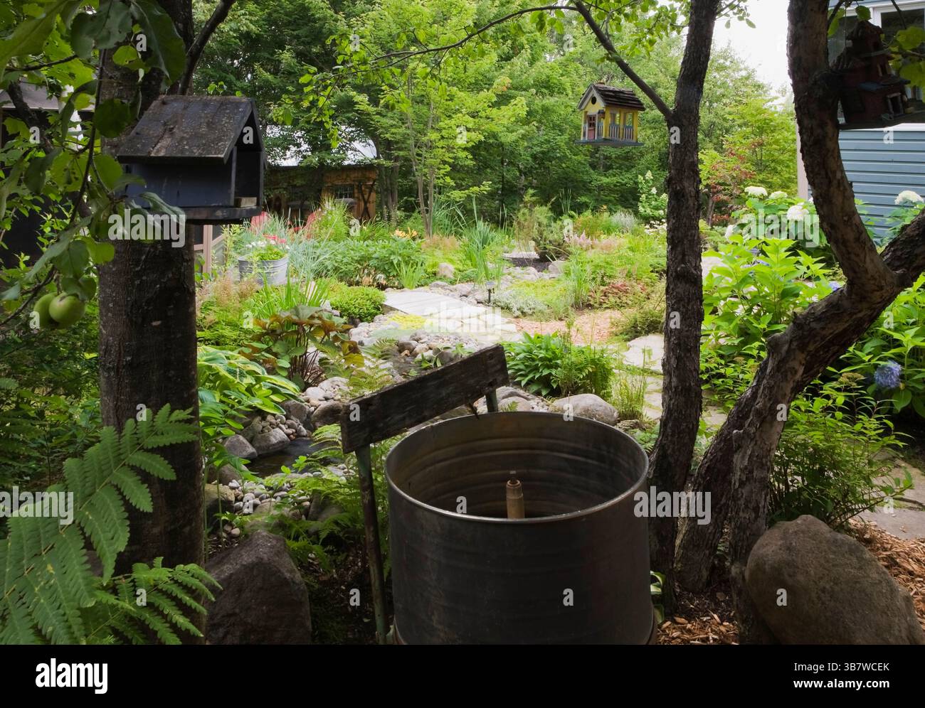 Old antique washing machine in mulch border between Acer - Maple tree ...