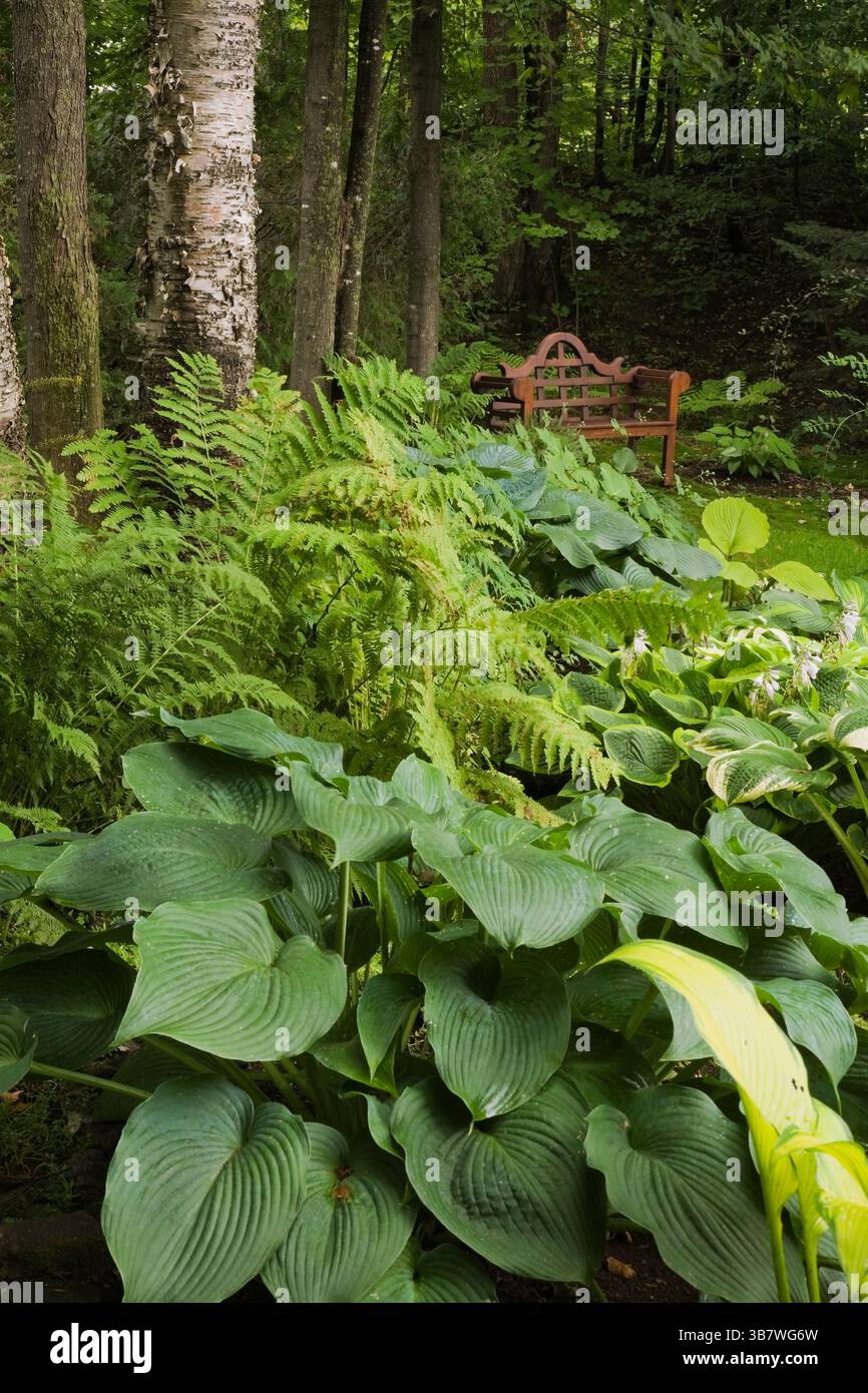 Hostas and Pteridophyta - Ferns in border in backyard garden in summer ...