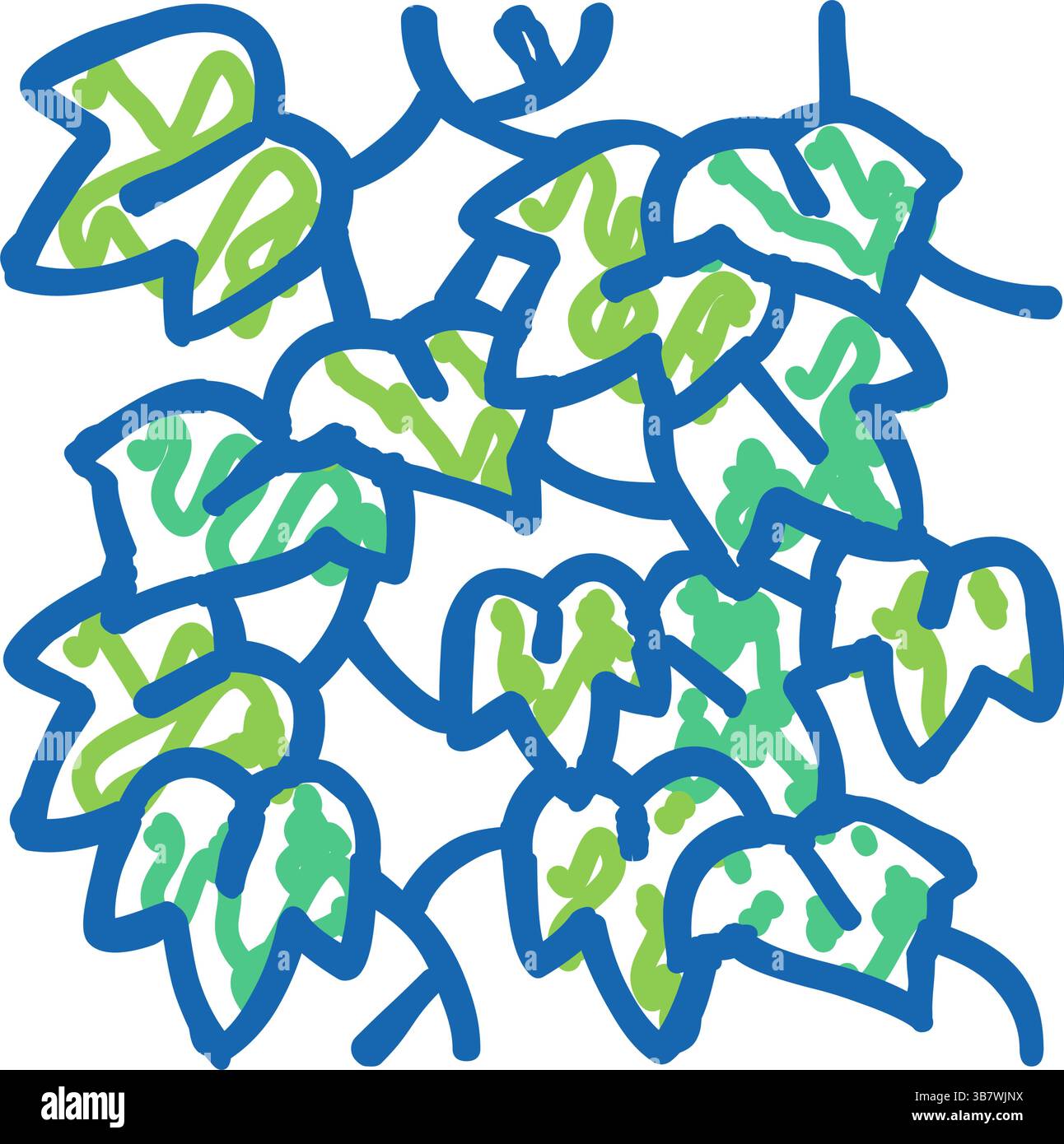 English ivy plant Stock Vector Images - Alamy