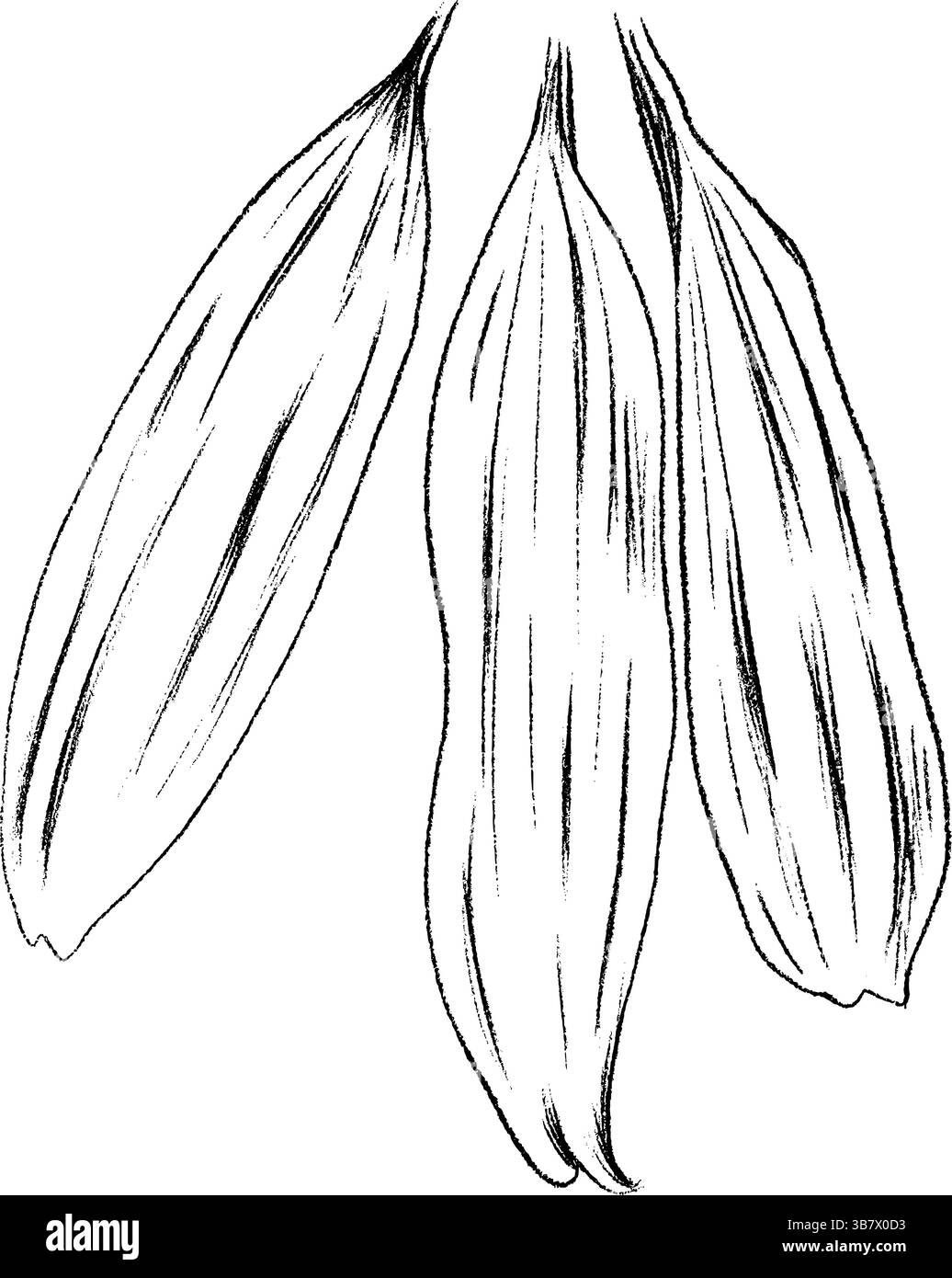 Botanical illustration detailing Black and White Stock Photos & Images ...