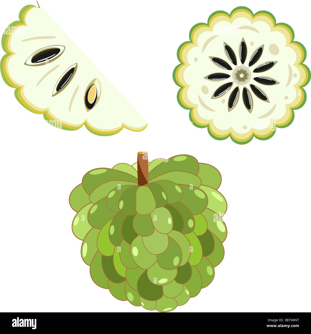 Sugar apple whole fruit Stock Vector Images - Alamy