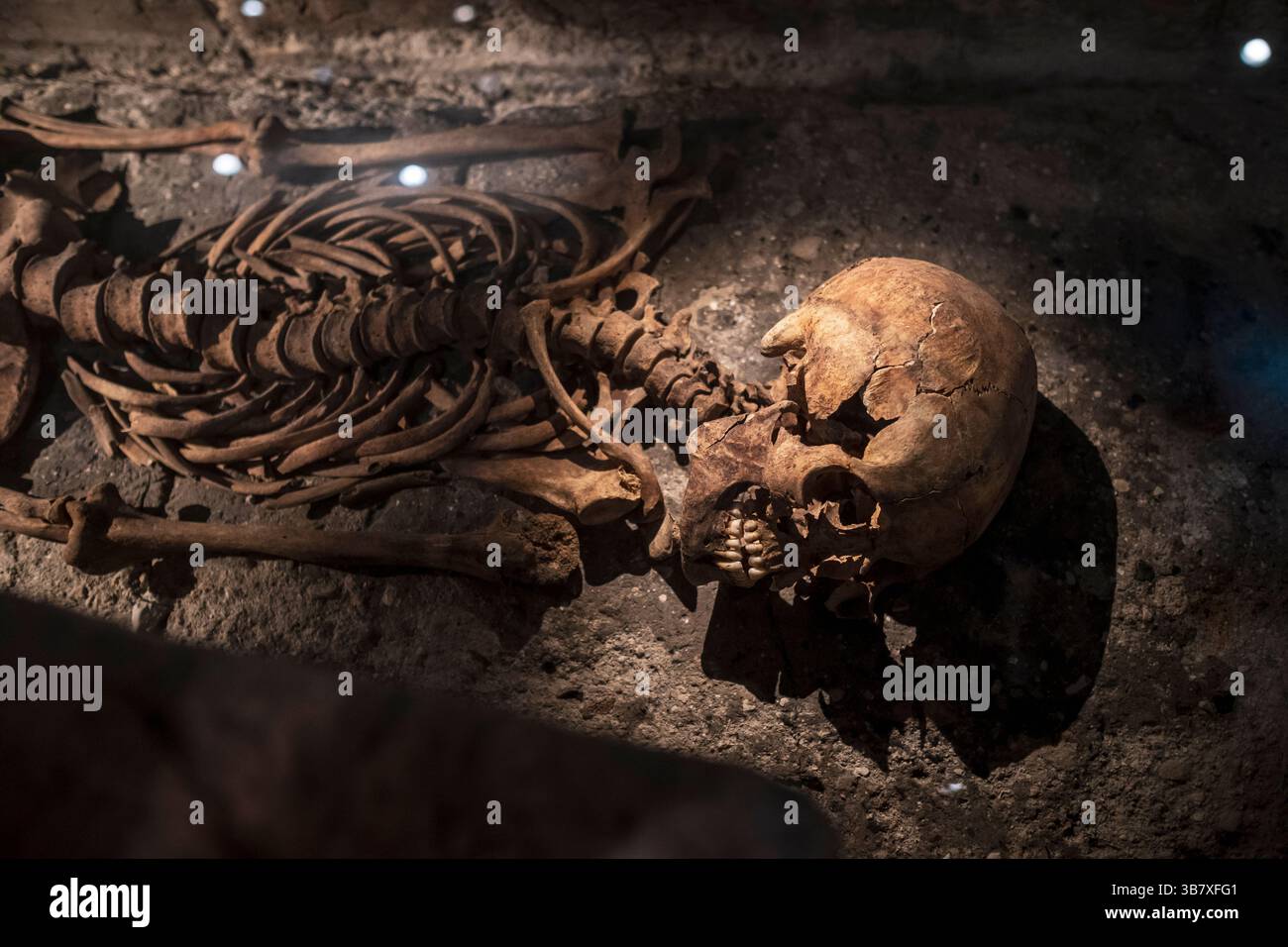 Skeleton at the Gråbrødrekloster Museum, an underground museum on the ...