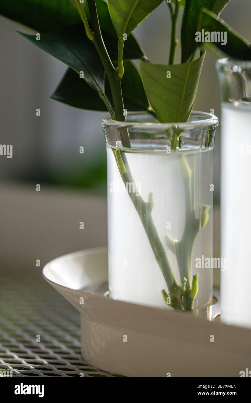 Propagation of citrus trees by cuttings in water enriched with rooting ...