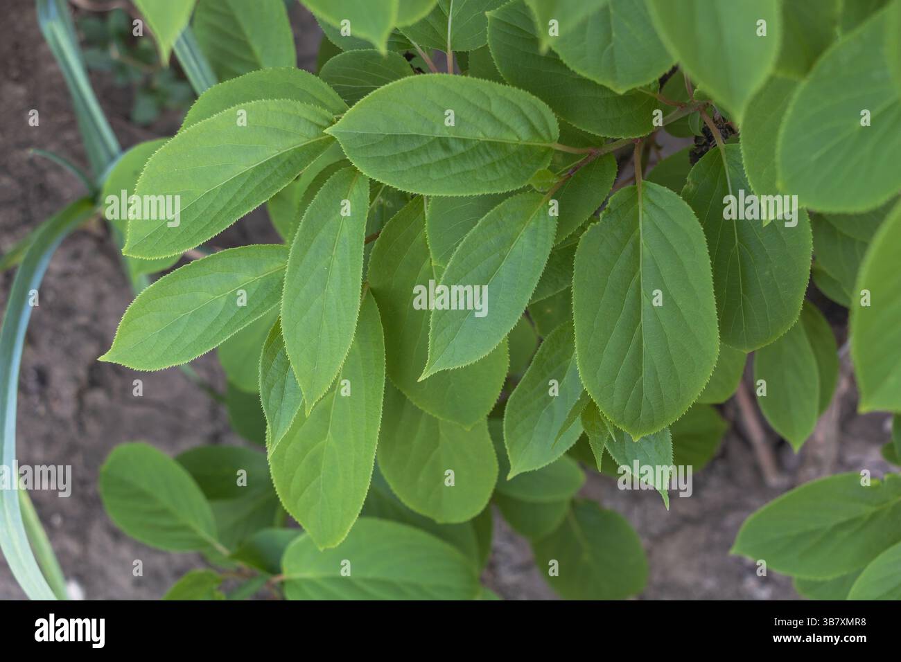 Actinidia Arguta Issai Hardy Kiwi Vine Leaves Close-up Stock Photo - Alamy