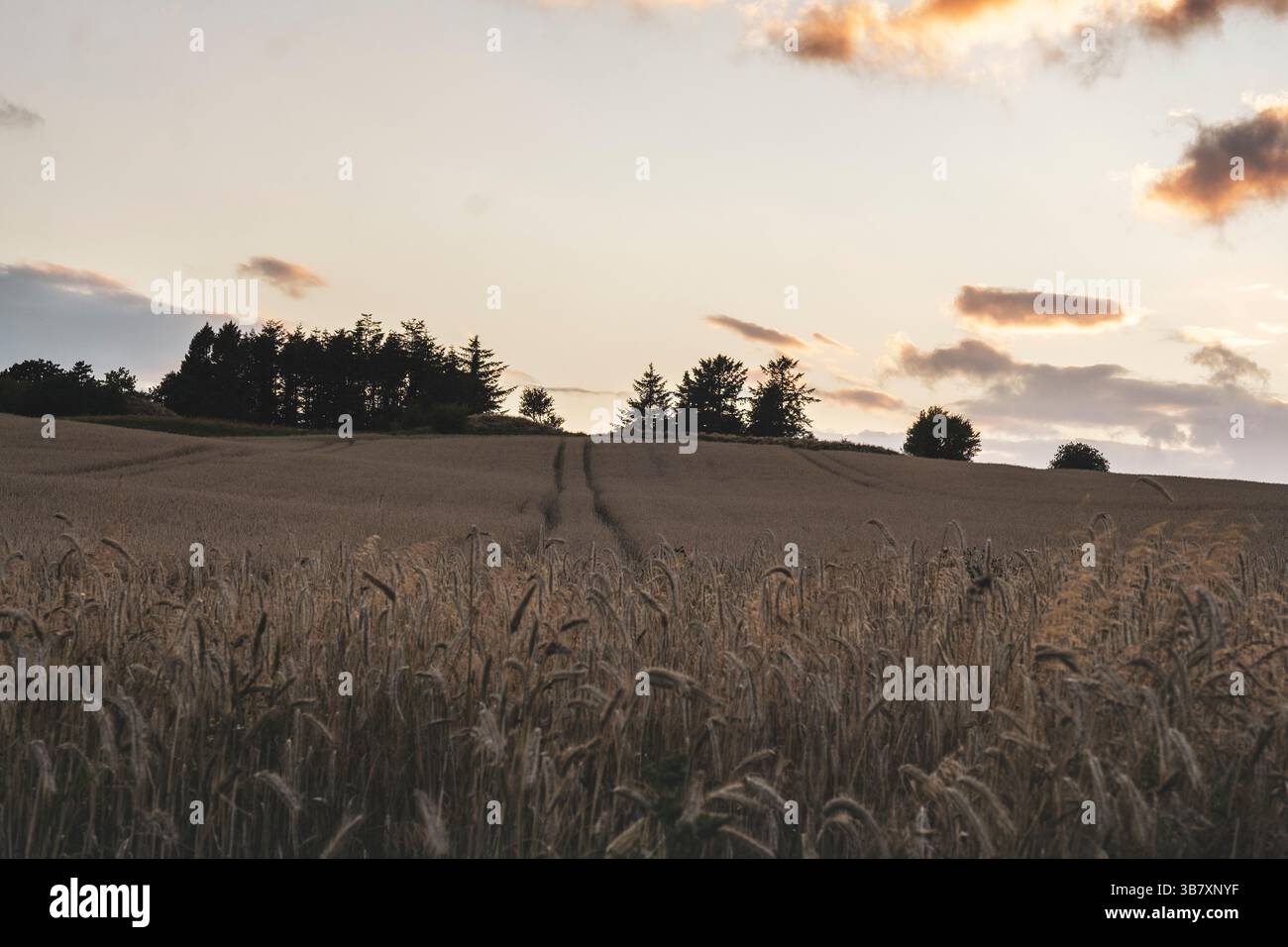 Sunset over a quiet wheat field in rural Jutland, Denmark, in the ...