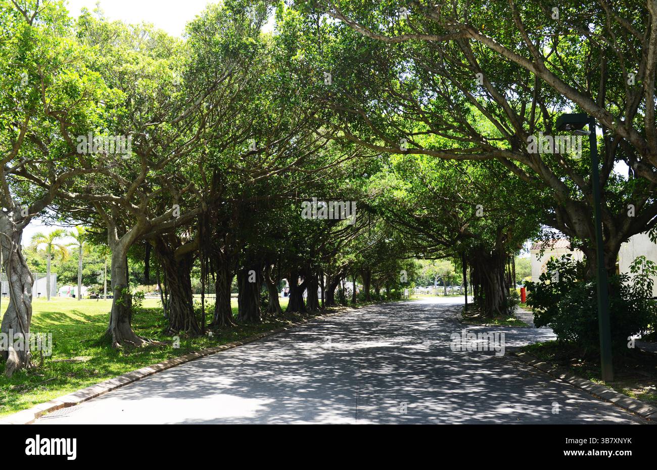 Trees covering the coastal road near Nirai beach in Okinawa, Japan ...