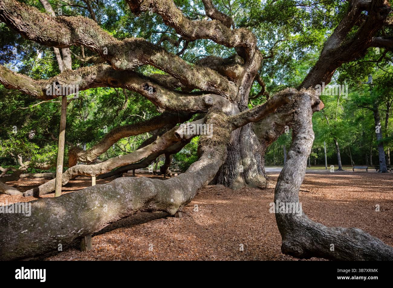 THE ANGEL OAK ( 1500) JOHNS ISLAND SOUTH CAROLINA USA Stock Photo - Alamy