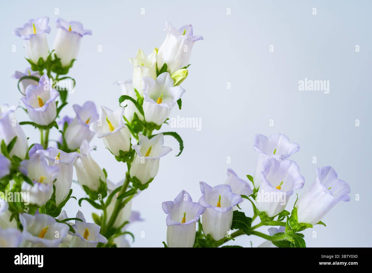 White bellflower buds flowers hi-res stock photography and images - Alamy