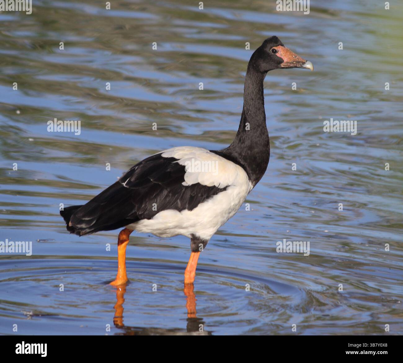 Magpie goose of australia hi-res stock photography and images - Alamy