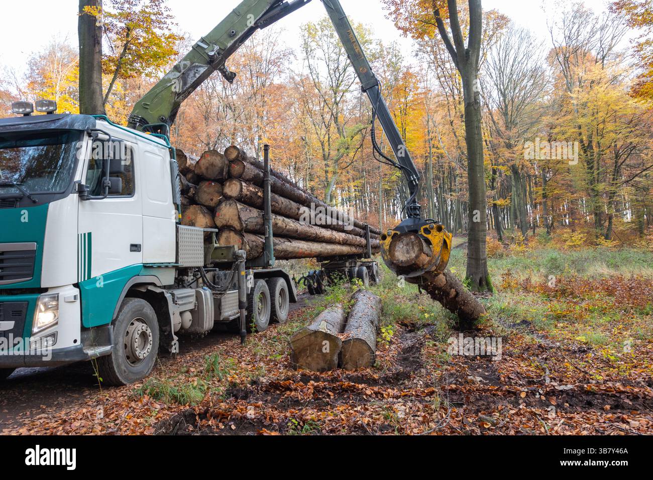 In a forest in fall a truck crane moves logs onto the truck Stock Photo ...