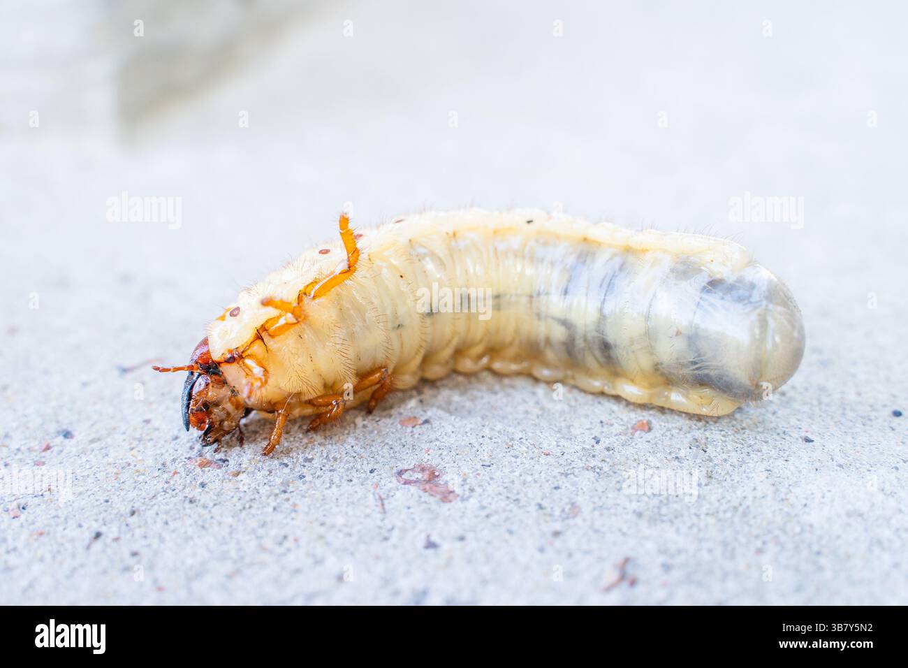 Large rhinoceros beetle larva, close-up Stock Photo - Alamy