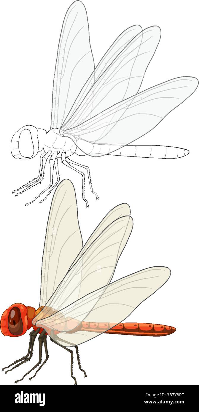 Vector illustration of a dragonfly with detailed coloring and outline. Features transparent ...