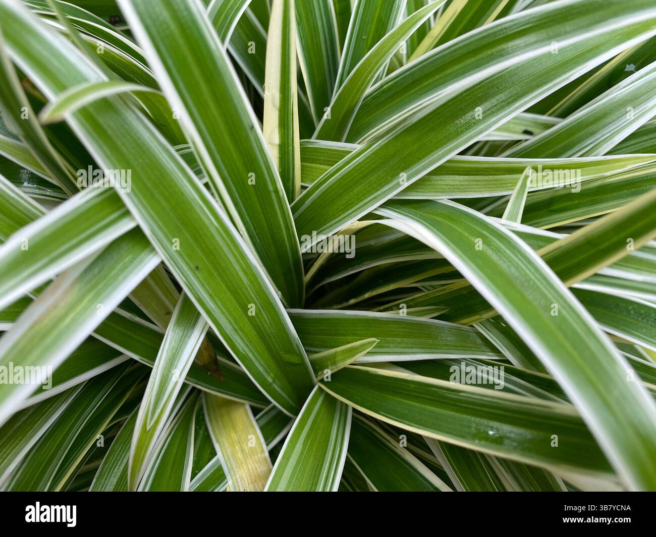 Ornamental plant Chlorophytum Comosum spider plant Stock Photo - Alamy