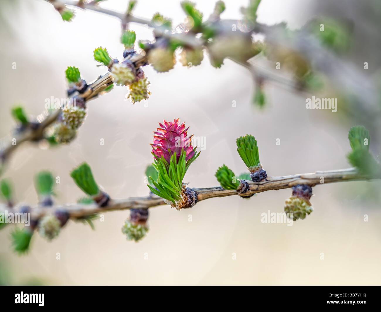Larch tree fresh pink cones blossom at spring on nature background ...