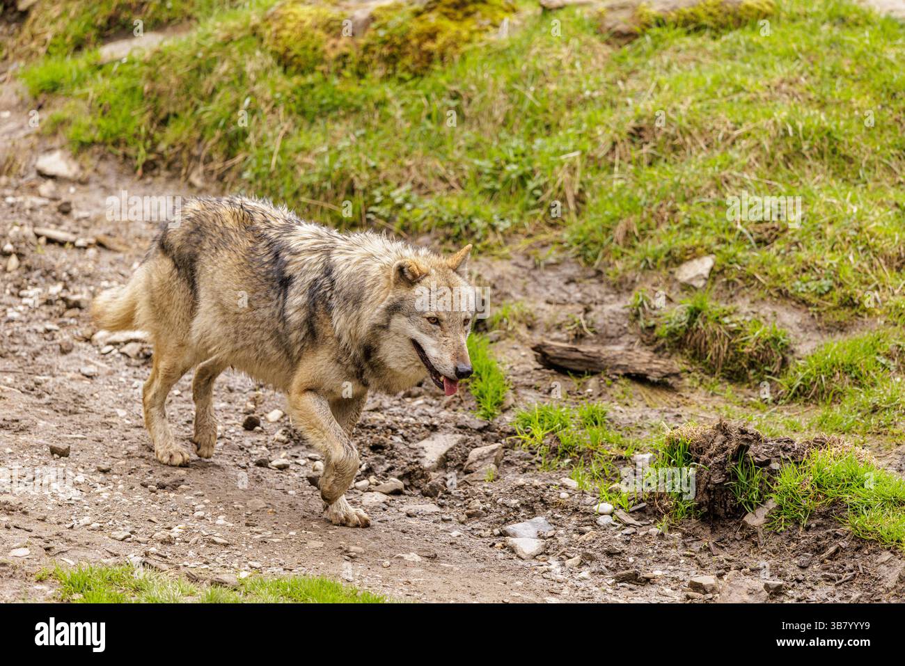 Tierwelt, Wolf 2025-04-26, AUT: Wölfe in der Alpenregion. *** Wildlife ...