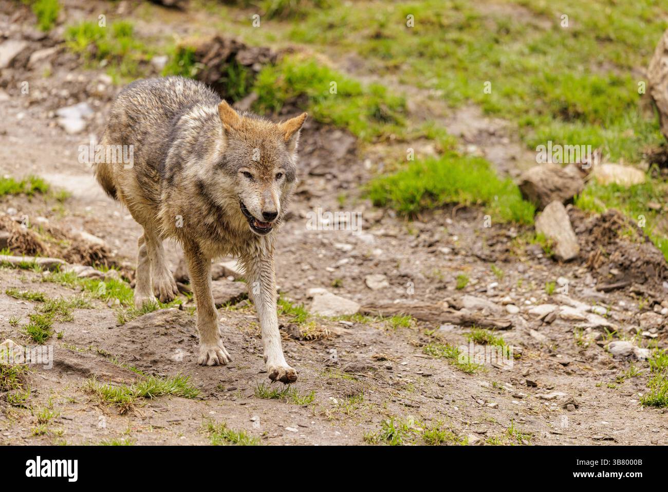 Tierwelt, Wolf 2025-04-26, AUT: Wölfe in der Alpenregion. *** Wildlife ...