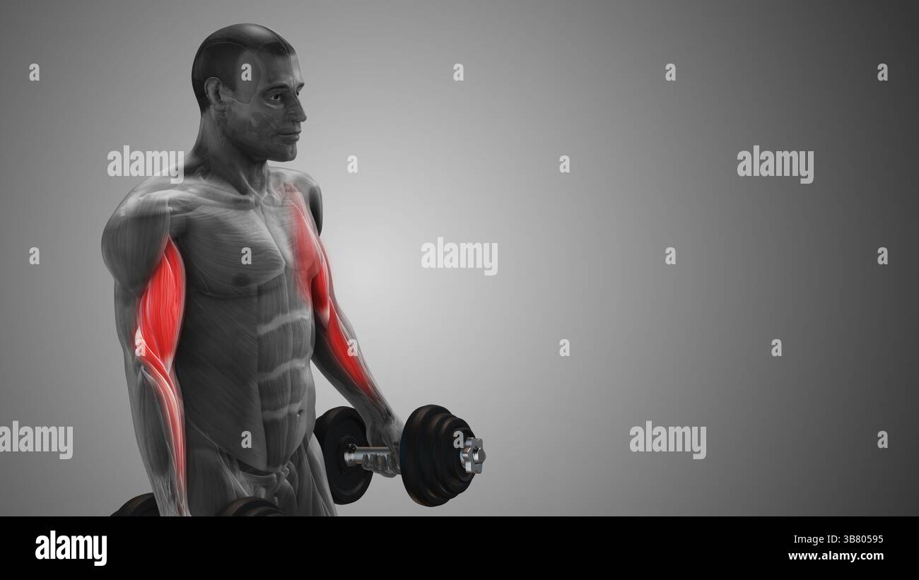 Arm muscle highlighted during biceps hi-res stock photography and ...