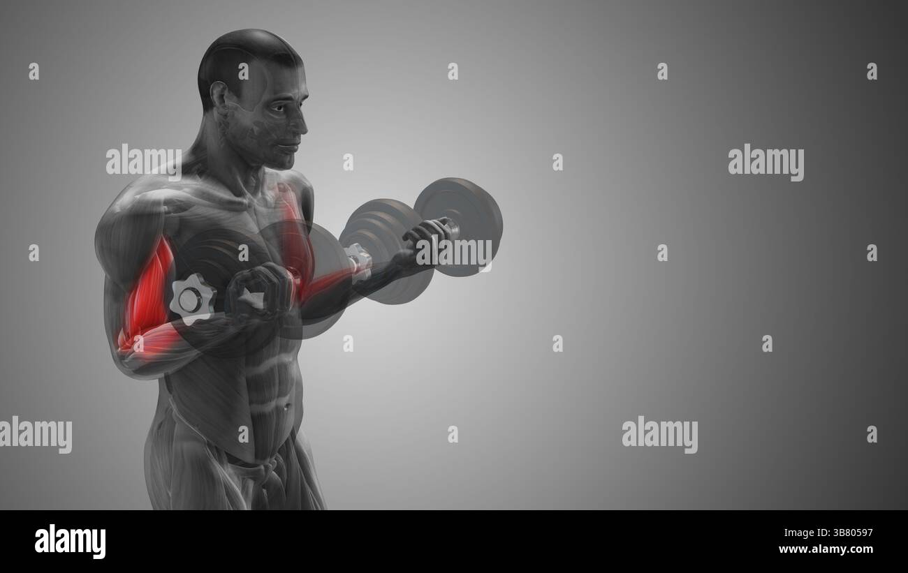 Arm muscle highlighted during biceps hi-res stock photography and ...