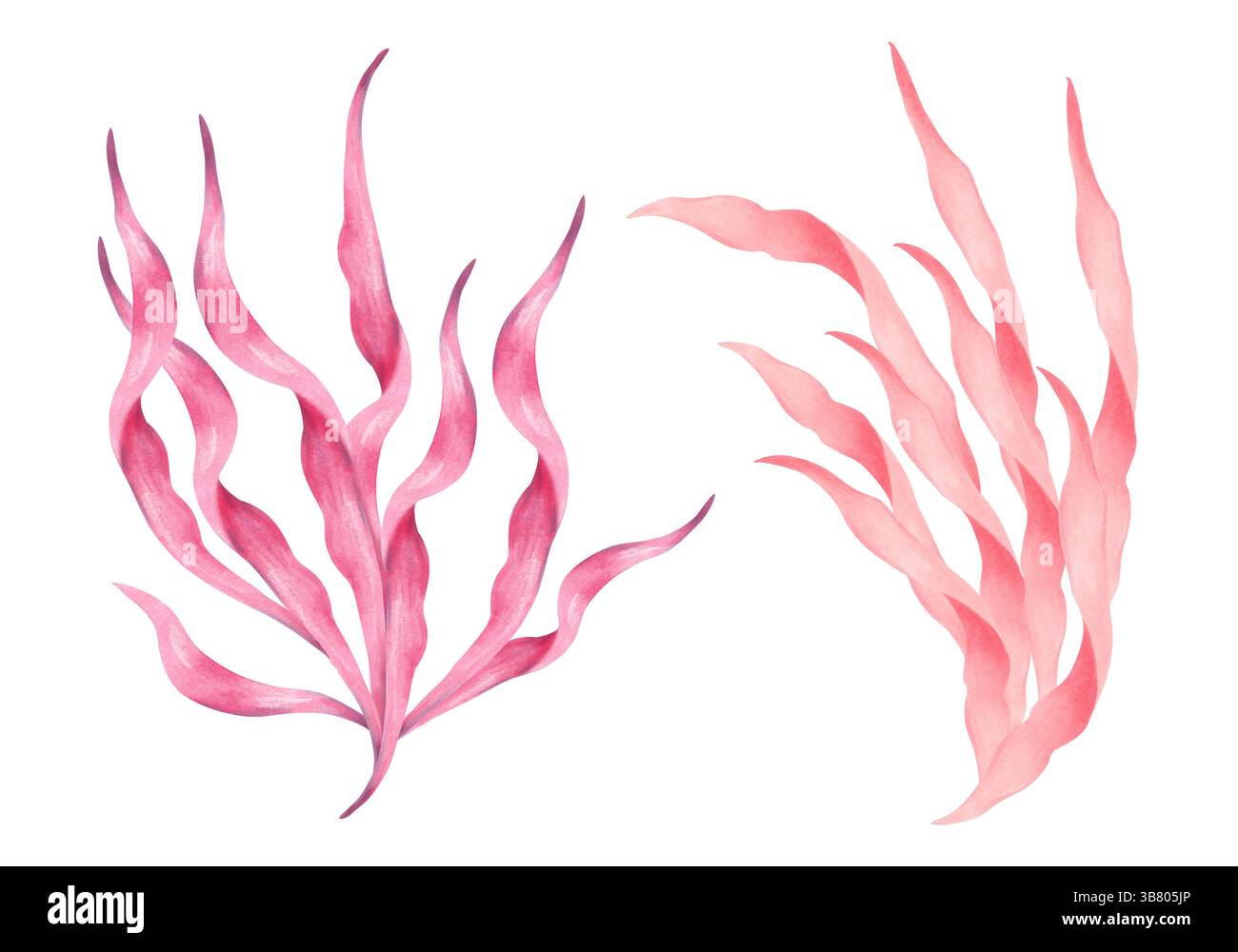 Peach, pink seaweed branch. Watercolor illustration. Hand drawn ...
