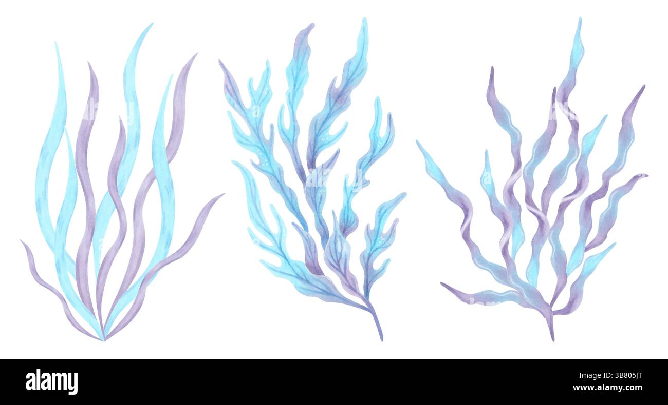 Set of blue violet algae. Watercolor illustrations. Ocean flora plants ...