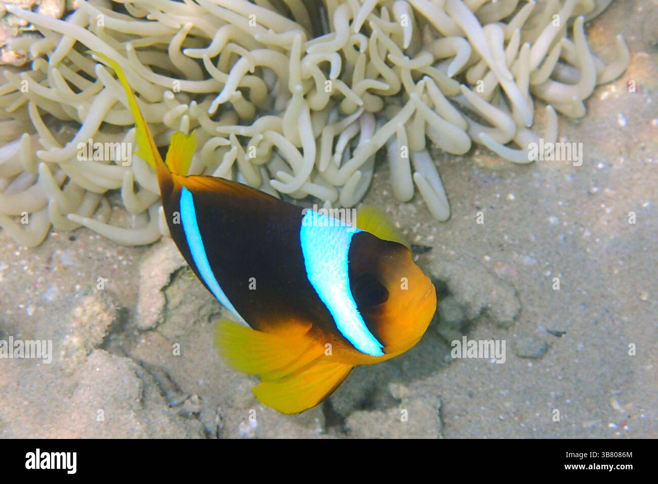 small nemo fish in the red sea Stock Photo - Alamy