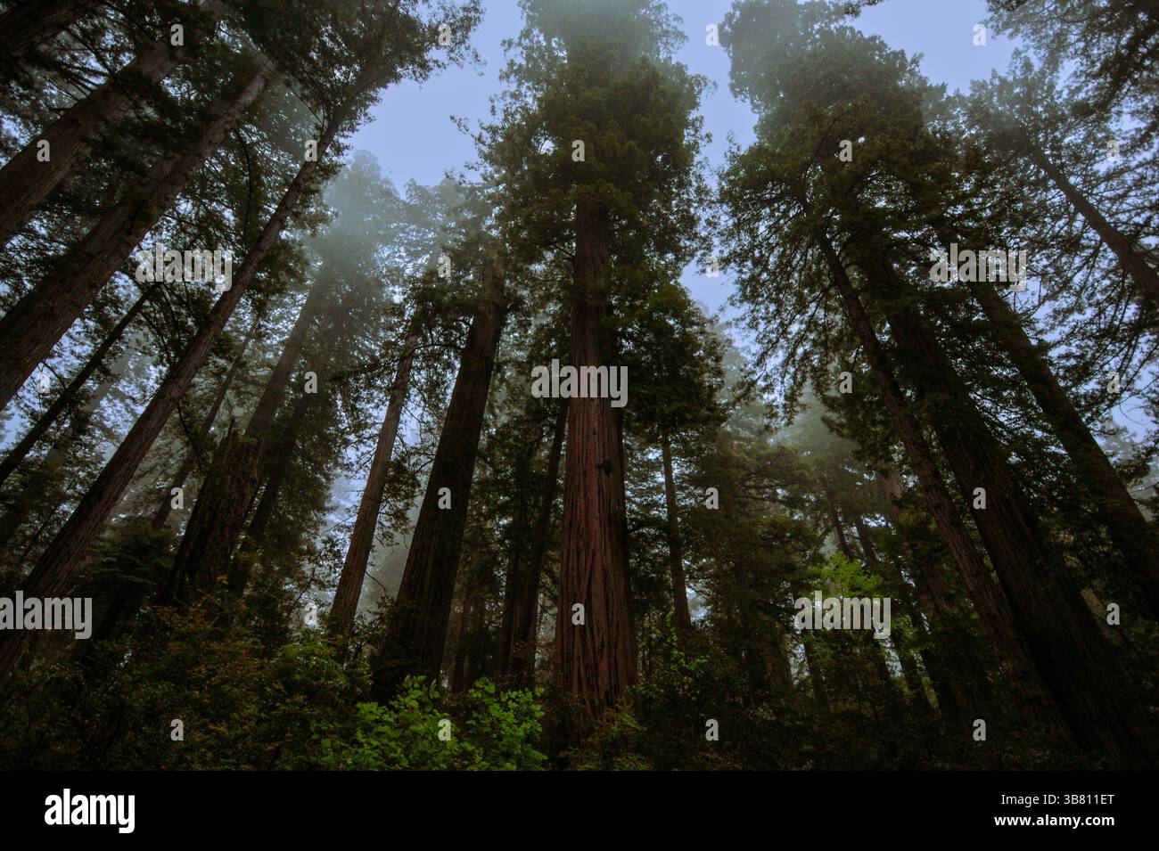 California redwood trees (Sequoia sempervirens) in early morning light ...