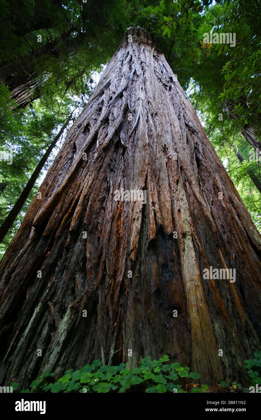 California redwood tree (Sequoia sempervirens), view from below, Lady ...