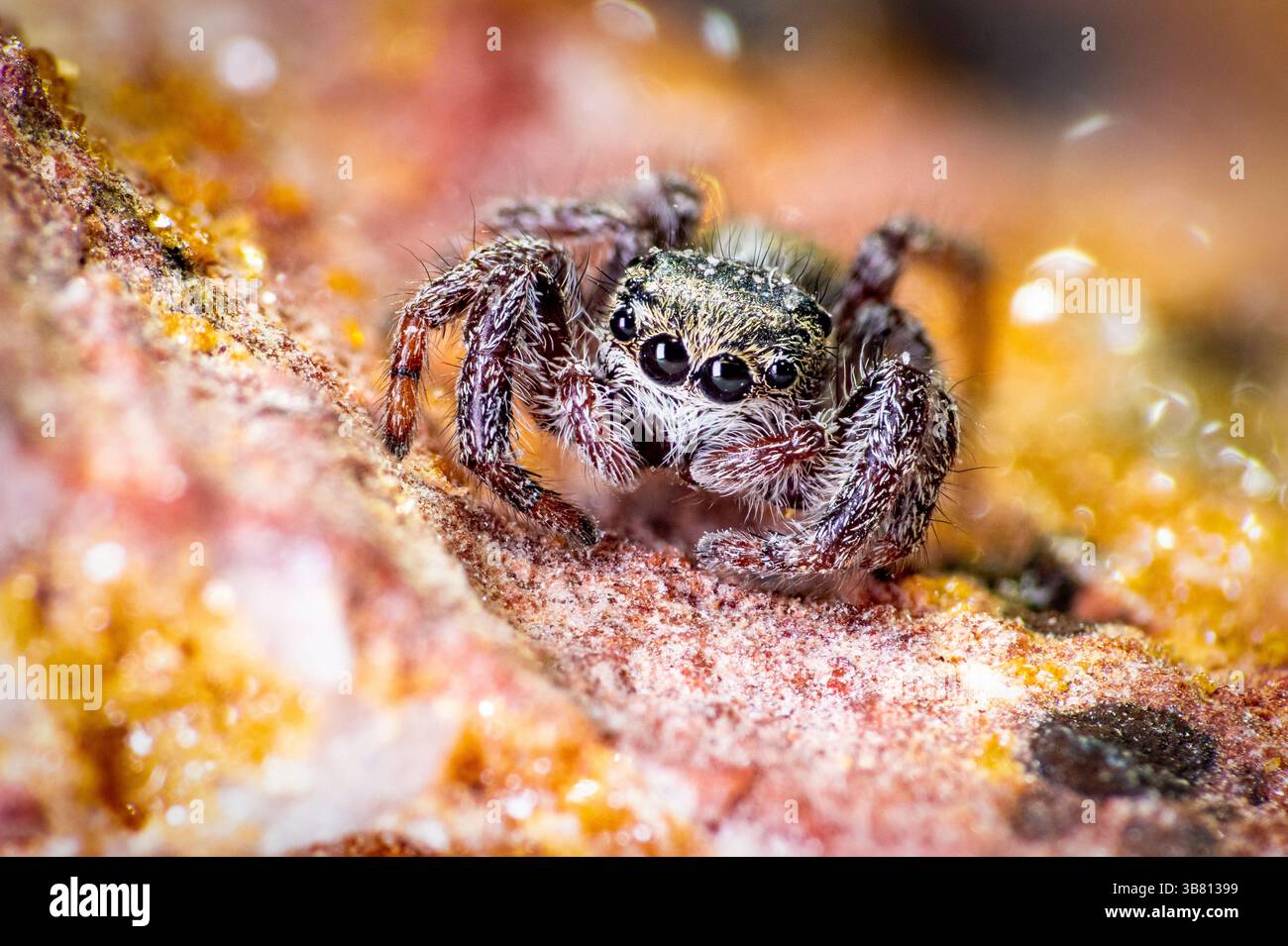 Jumping Spider. A Macro View of a Predator with Large Eyes Stock Photo ...