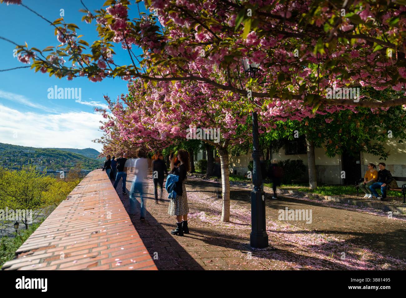 Budapest, Hungary - April 18, 2025: Cherry Blossoms in Budapest – Pink ...
