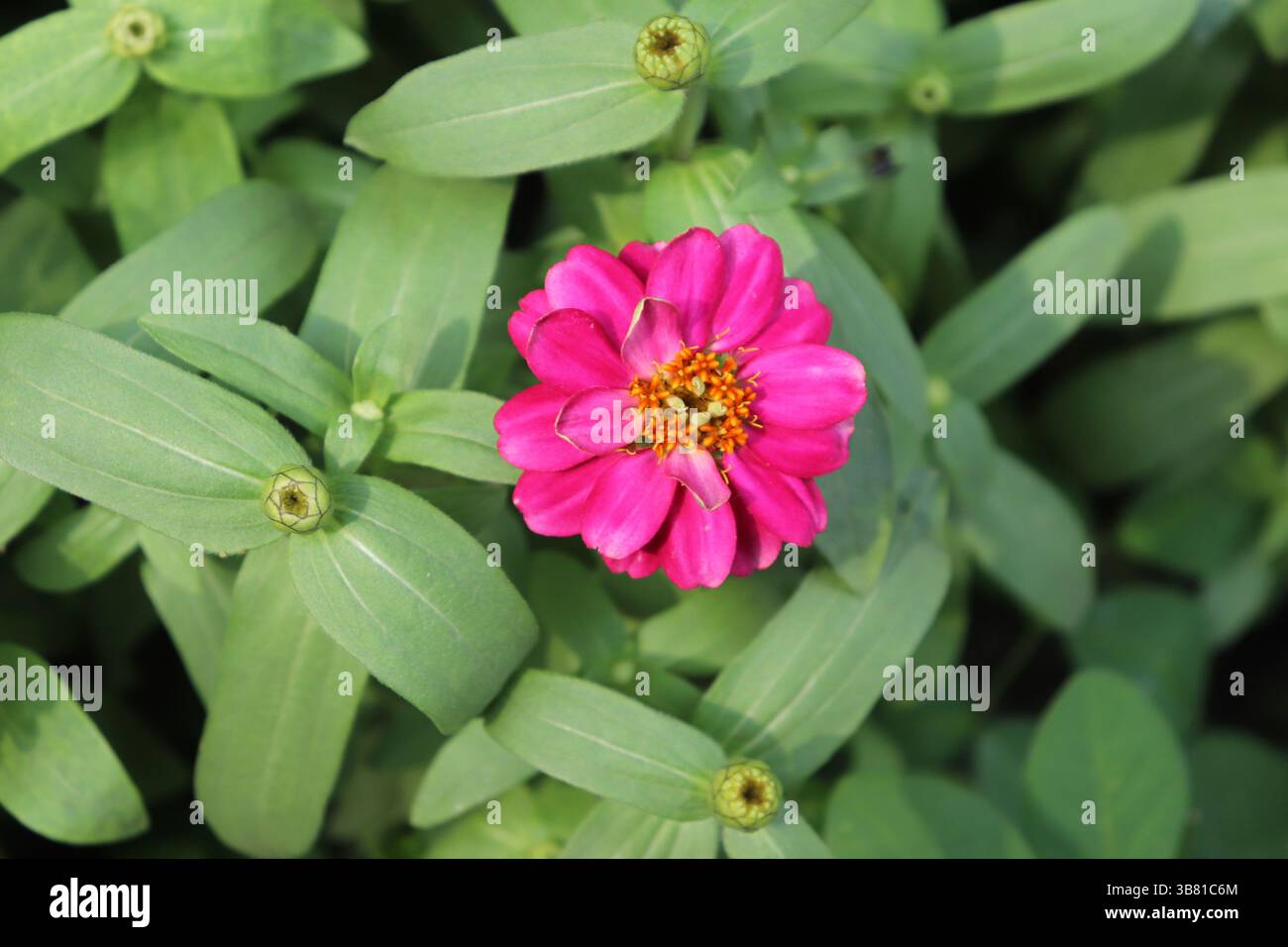Vibrant, close-up captures the beauty of a deep pink zinnia, showcasing ...