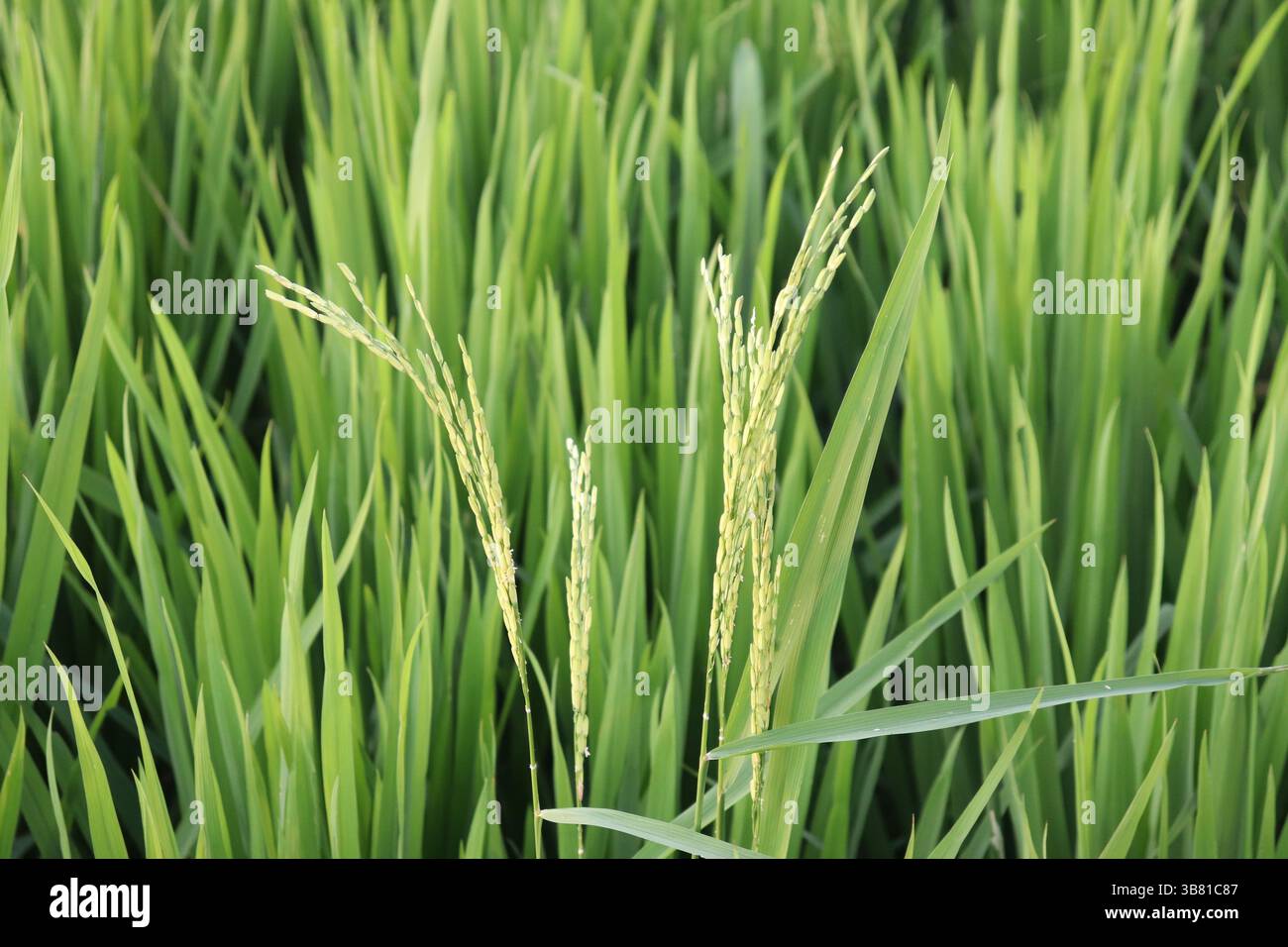 Captures a close up view of a thriving paddy field, focusing on the ...