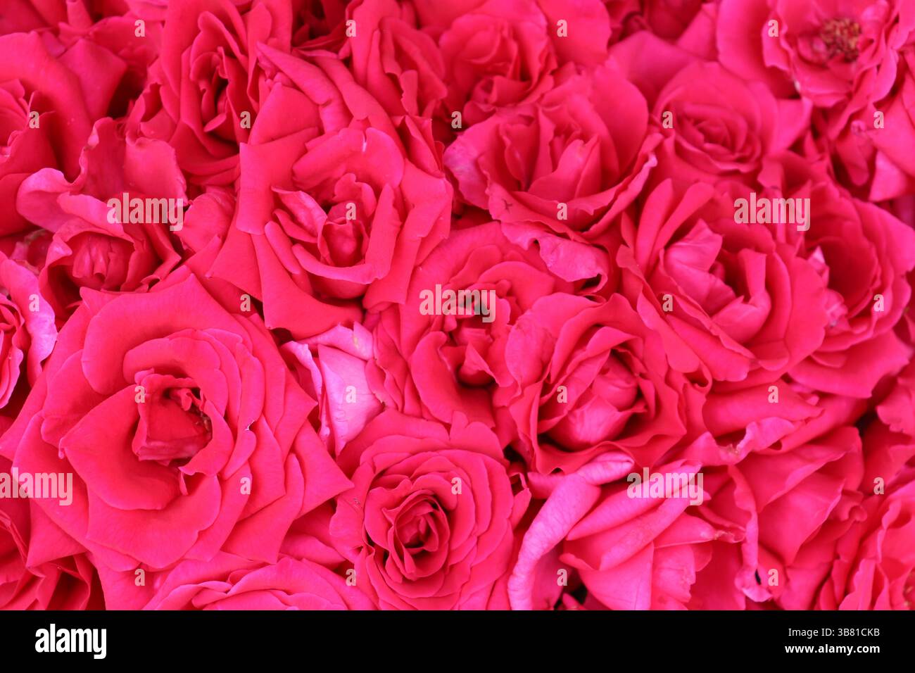 A high-angle closeup shows a dense arrangement of blooming fuchsia ...