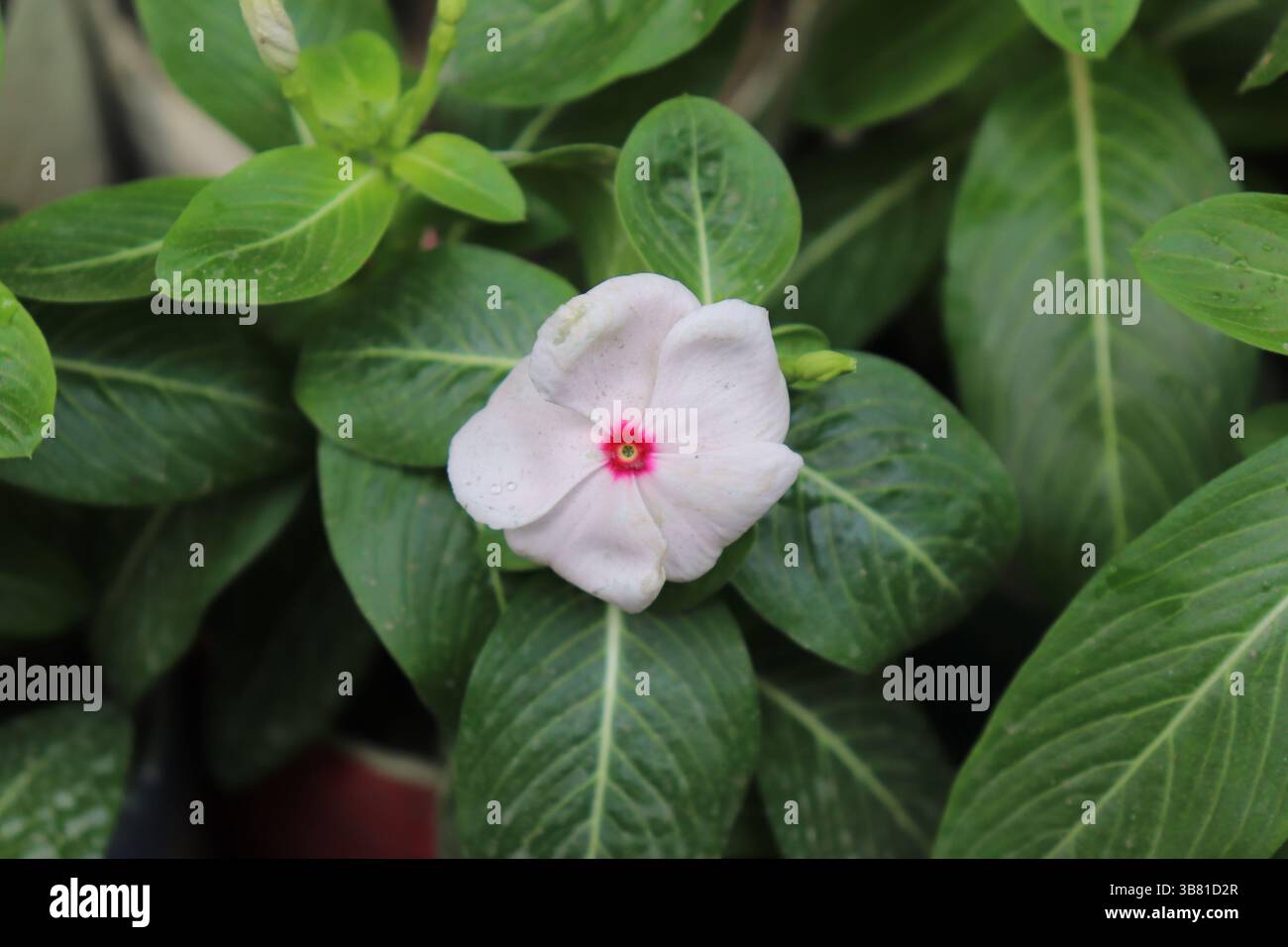 Close up view showcases the delicate beauty of a periwinkle flower ...