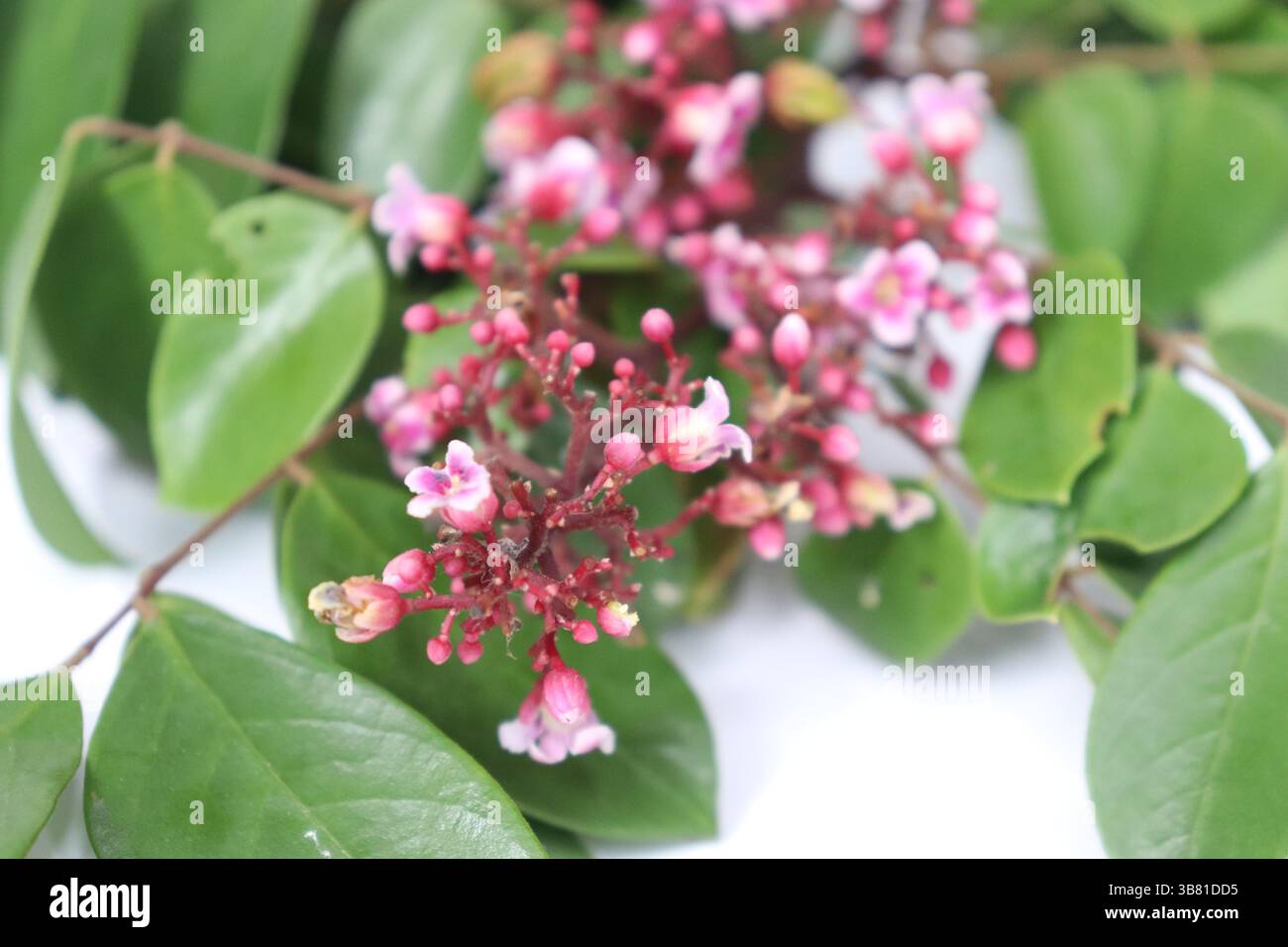 A close-up captures the delicate beauty of starfruit flowers ...