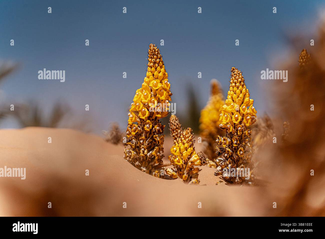 Close-up of a Cistanche tubulosa plant growing in the desert of Morocco ...