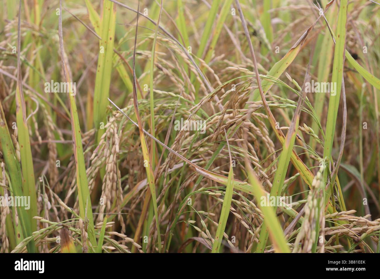 Capturing the beauty of a paddy rice field, this image showcases the ...