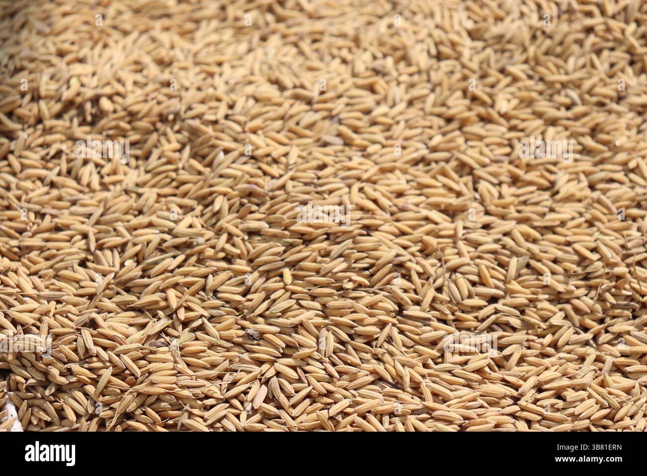 Captures the raw rice grain in a close-up, portraying a beautiful ...
