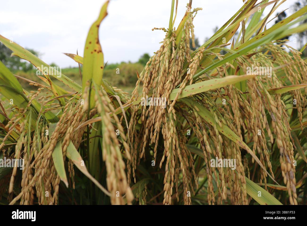 Rice plant close up showing mature, golden grain heads ready for ...