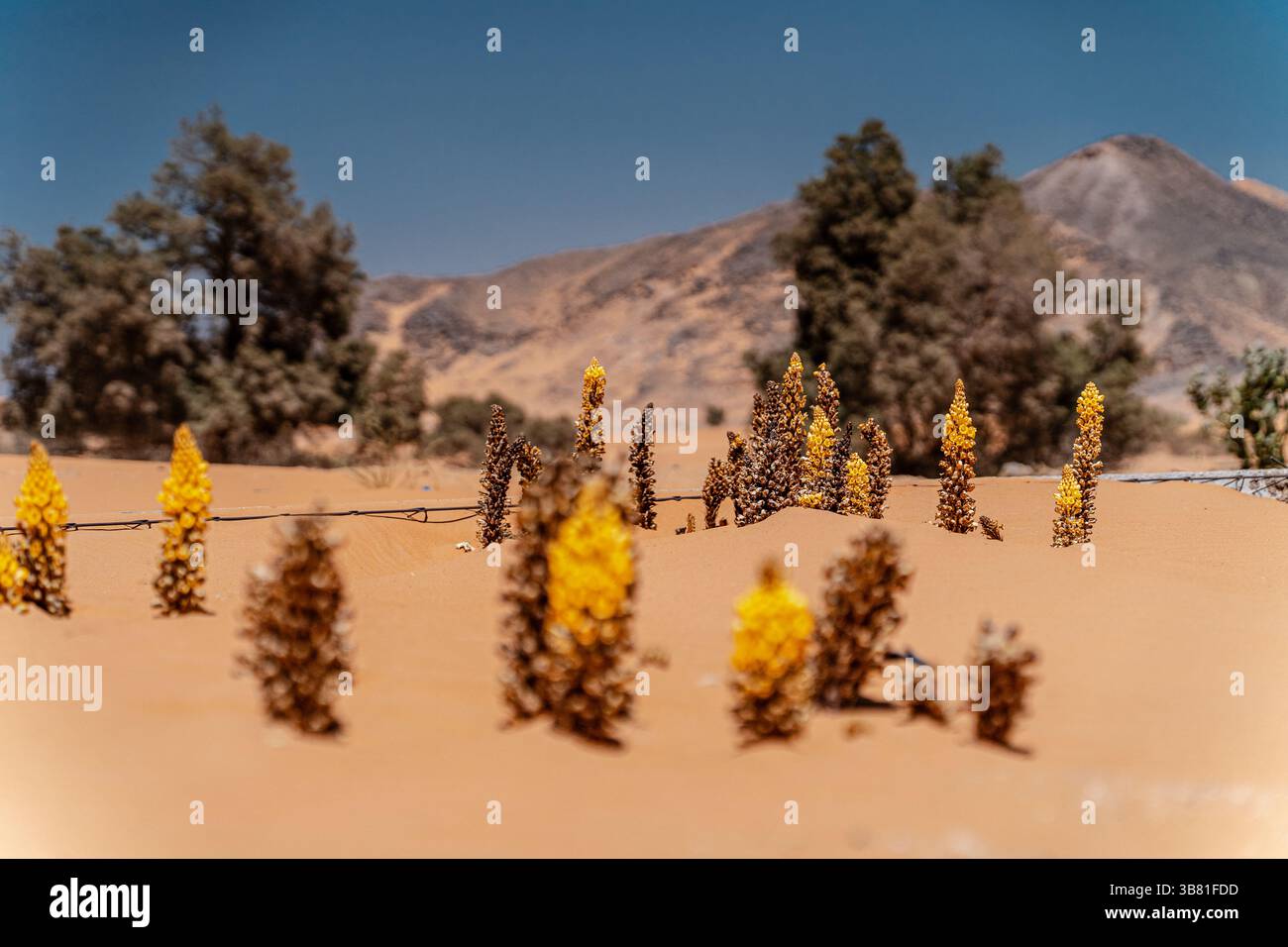 Close-up of a Cistanche tubulosa plant growing in the desert of Morocco ...