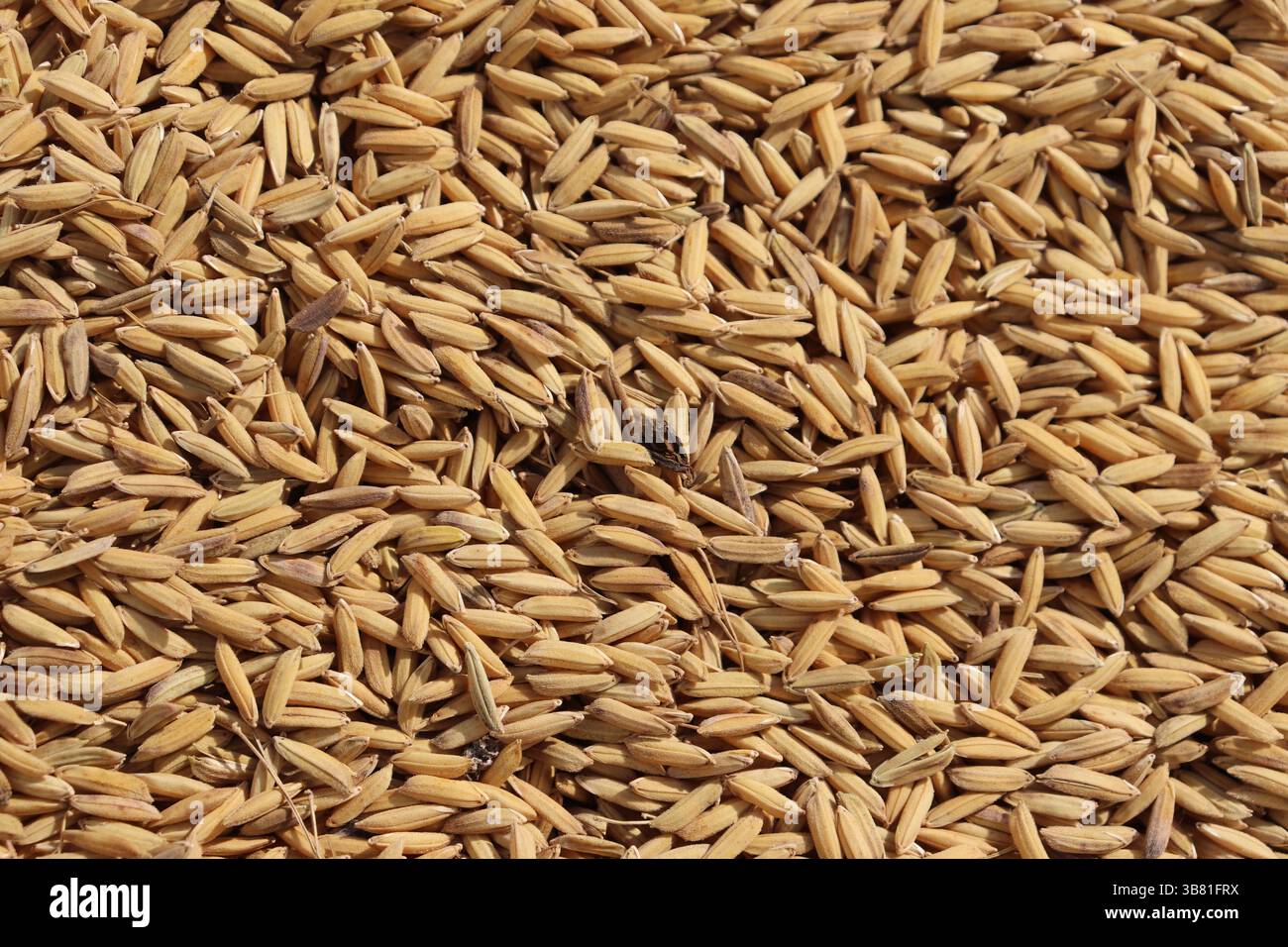 Captured in a full frame composition, a collection of golden brown rice ...