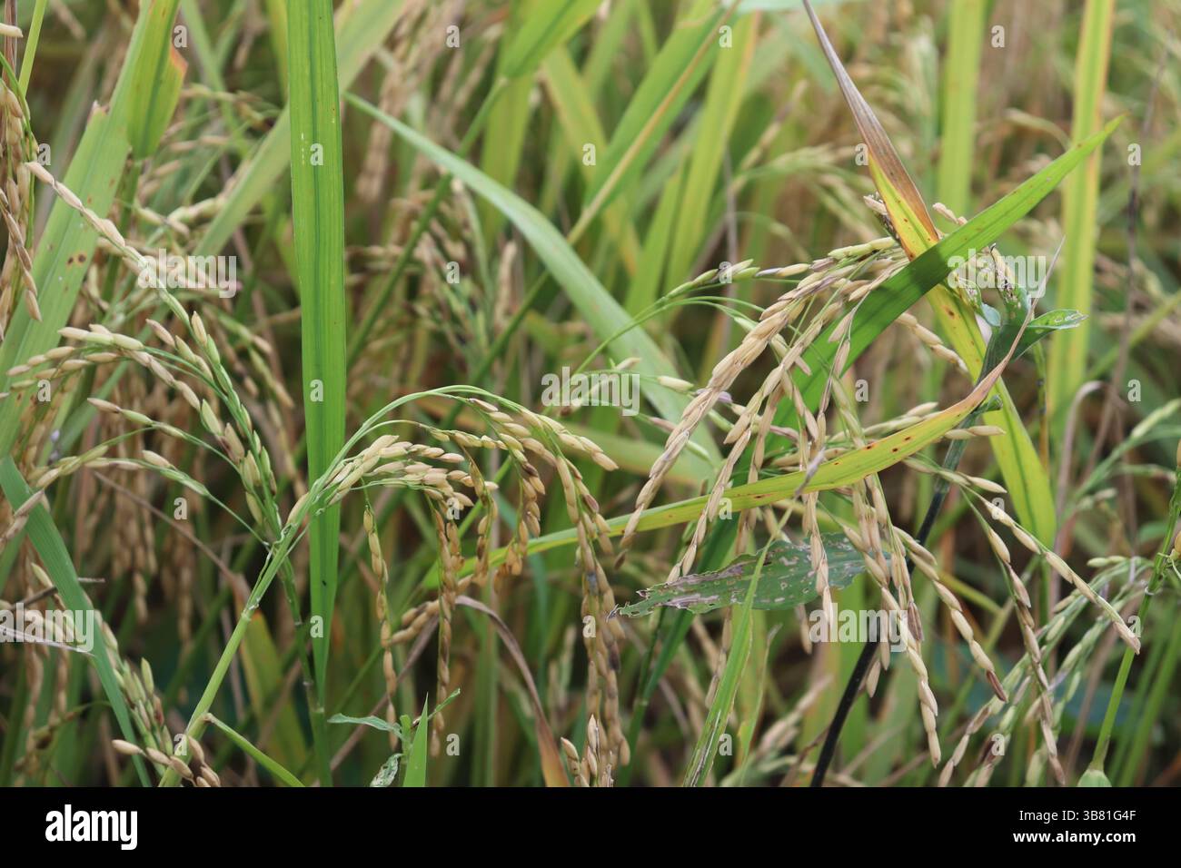 This detailed close-up displays ripening rice grain amid lush green ...