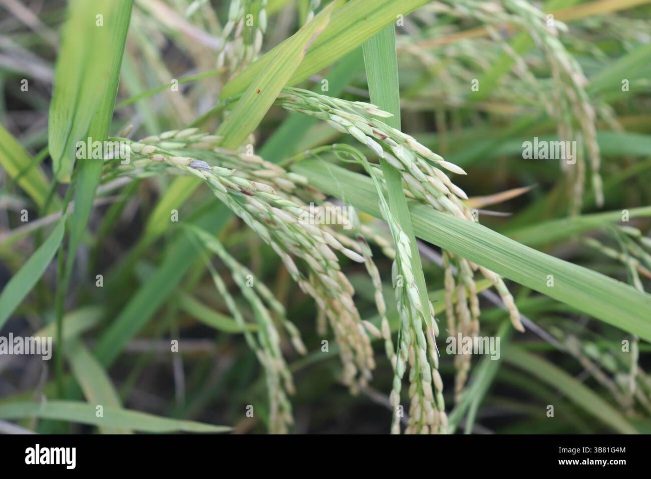 Visual representation showcases hi-res stock photography and images - Alamy