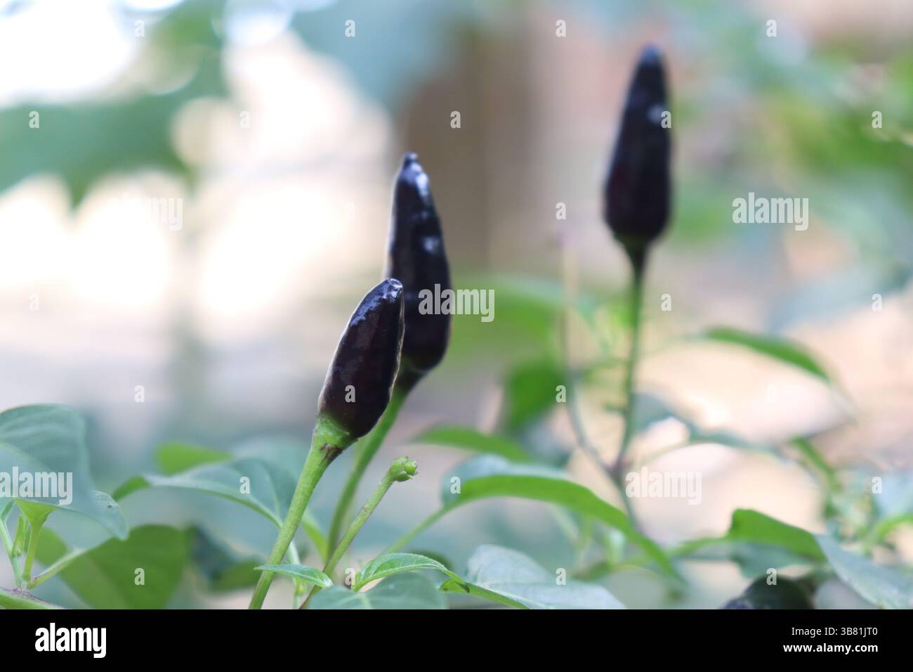 A close-up shot shows two dark purple chili peppers with green stems, rising among vibrant green ...