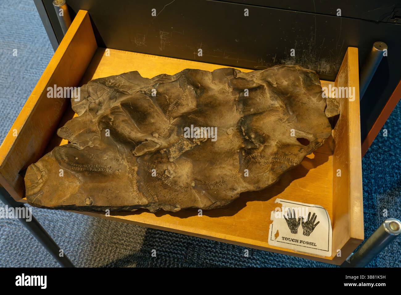 Placoderm hi-res stock photography and images - Alamy