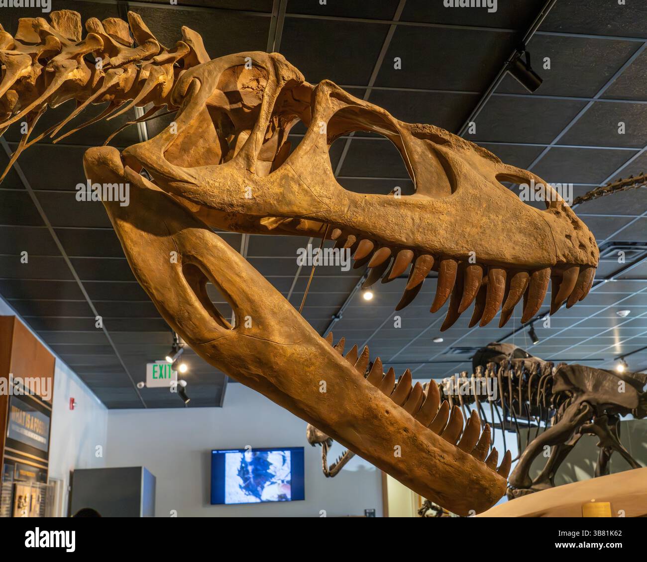 Torvosaurus skull hi-res stock photography and images - Alamy