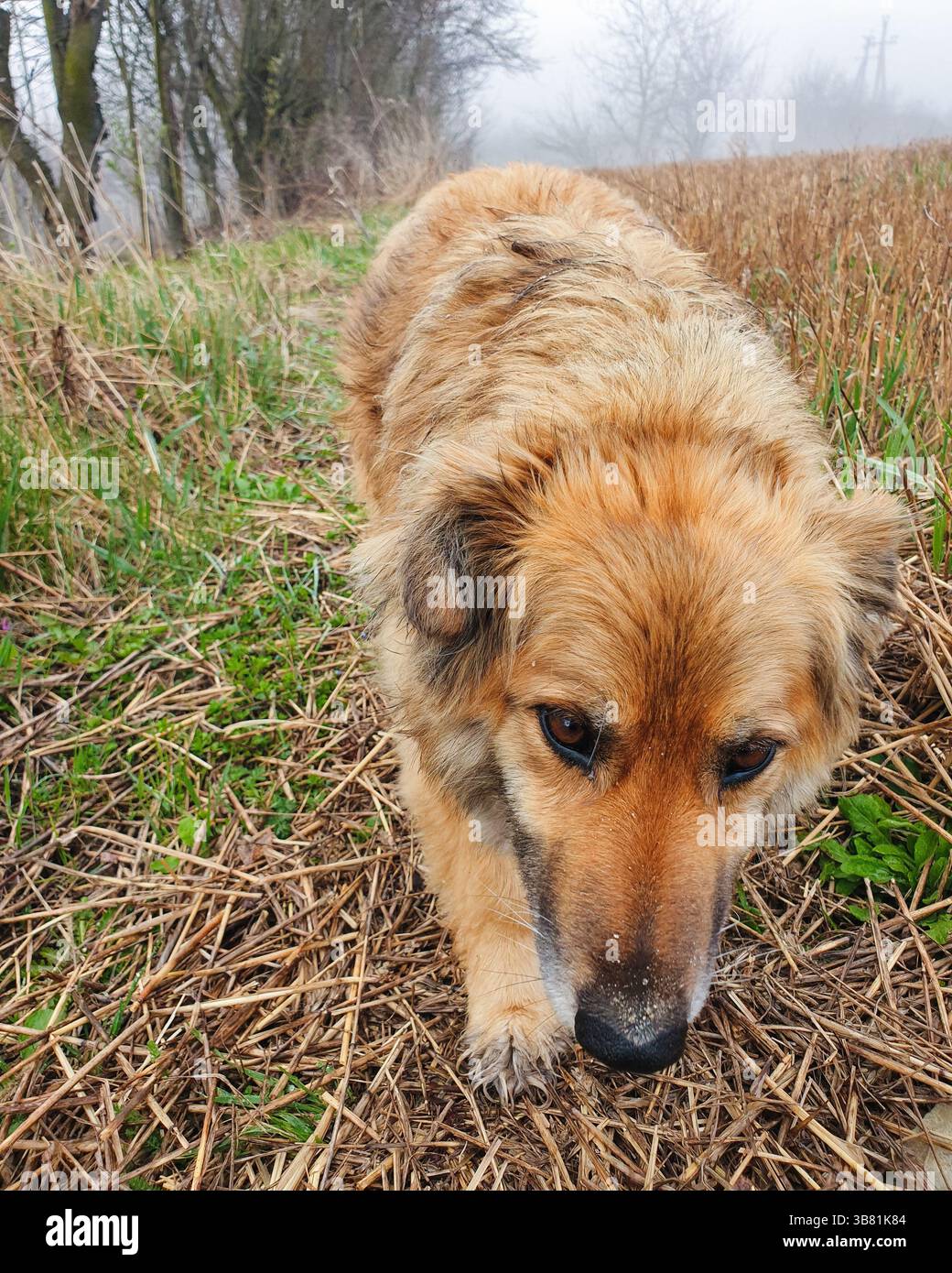 Ginger dog in countryside - POV walking a dog on foggy morning Stock ...
