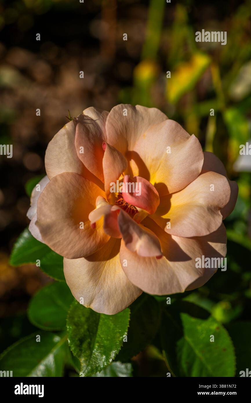 Rose flower of Rosa L. Profesor Kownas, flowering plant in the family ...