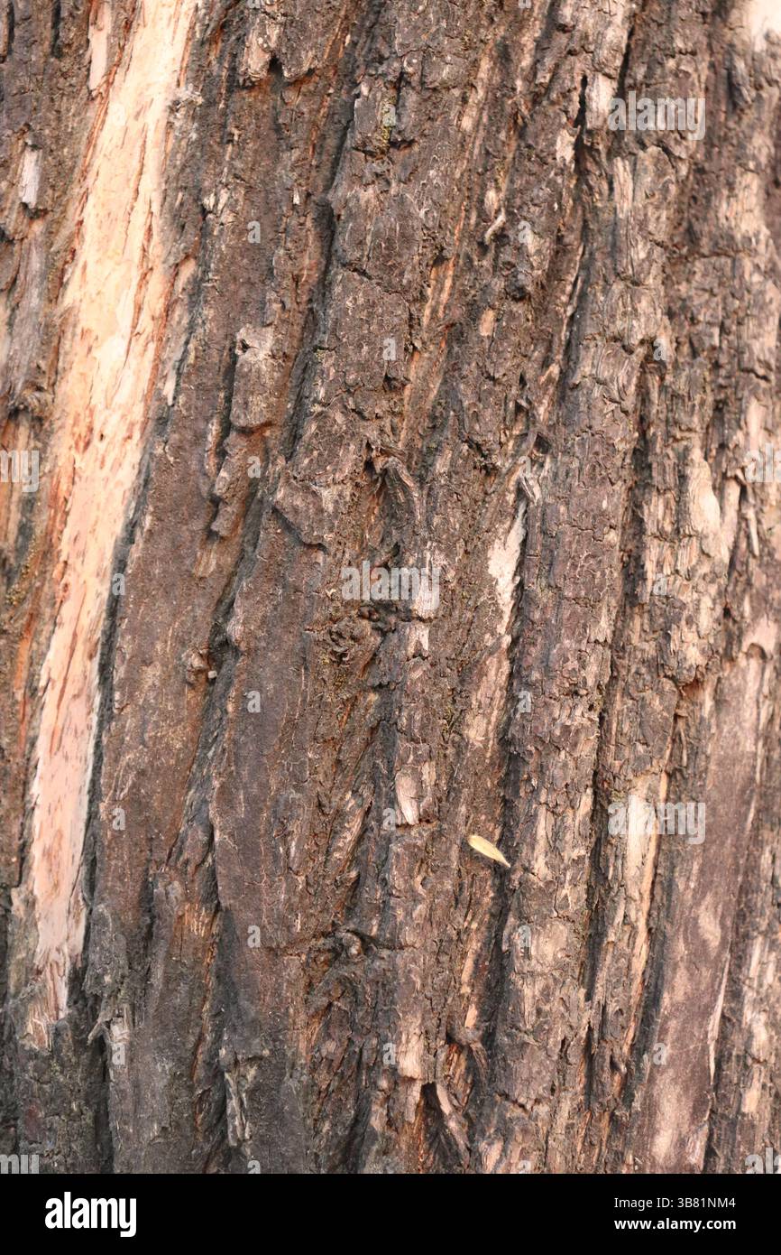 An up-close shot presents the complex bark texture of a tree in detail ...