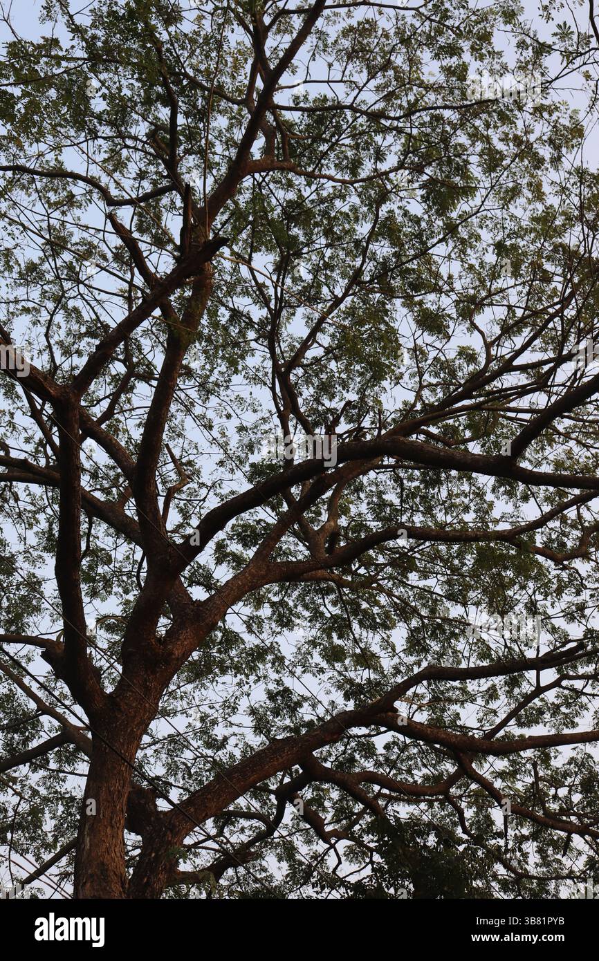 An upward view captures the extensive network of tree branches reaching ...